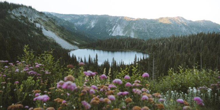 The Magic of Forest Bathing | Bella Grace Magazine