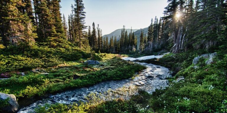 The Magic of Forest Bathing | Bella Grace Magazine